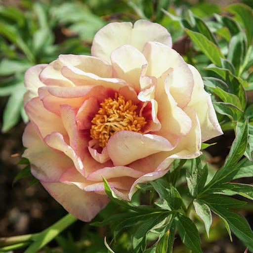 Peony- Callies Memory – 81 Petals