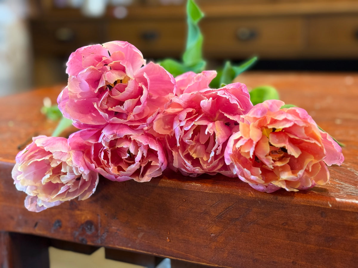 Tulip- Pink Star – 81 Petals